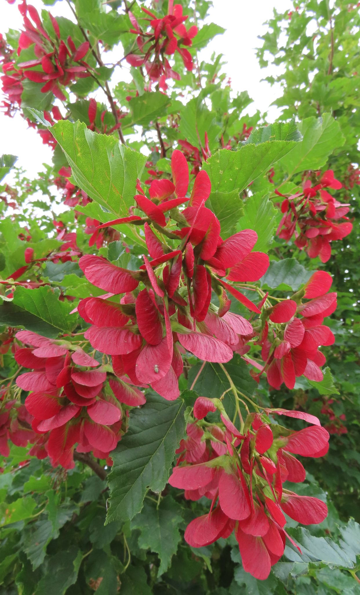 Tatarian Maple Red Helicopters - CTShlaer Photography